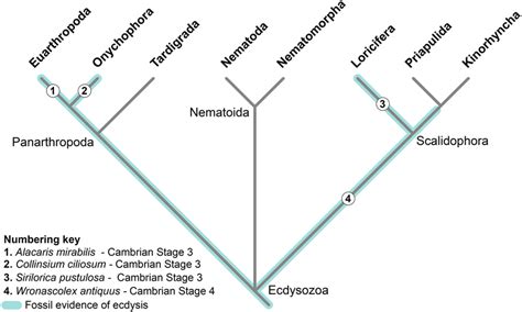Simplified Phylogeny Of Ecdysozoa Tree Depicts The Stratigraphically