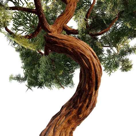 Spiral Juniper Tree 3d Model 385084 3d Model Download 3d Model Spiral Juniper Tree 3d Model
