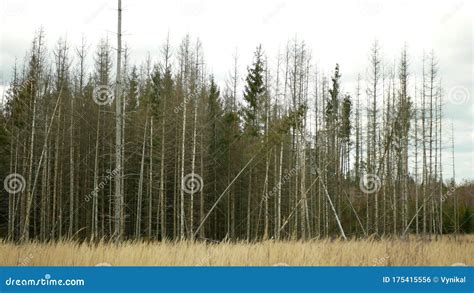 Bark Wood Beetle Pest Ips Typographus Infestation Spruce Bast Tree