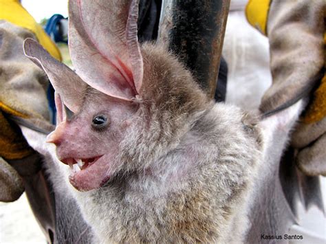 Big Eared Woolly Bat Project Noah