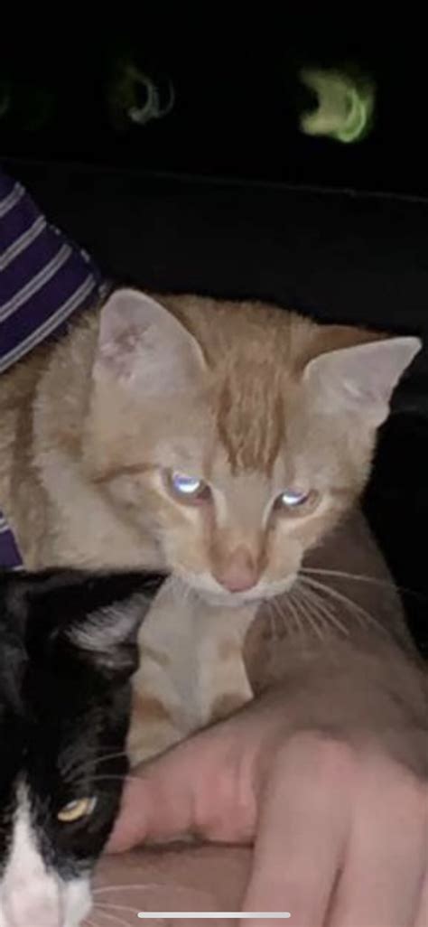 Tigger A Male Cat Lost Shadow Way Street Piney Point Village Tx