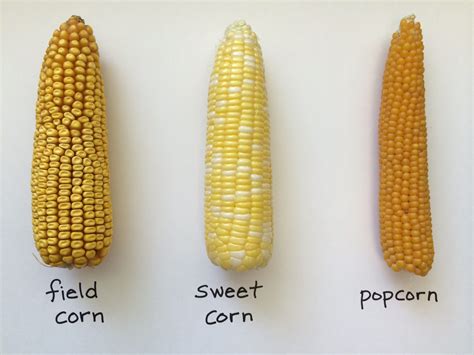 Types Of Field Corn