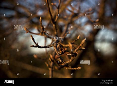 Tree No Leaves Hi Res Stock Photography And Images Alamy