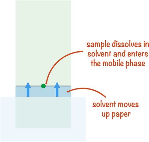 Chromatography Paper In Solvent At Dorothy Boots Blog