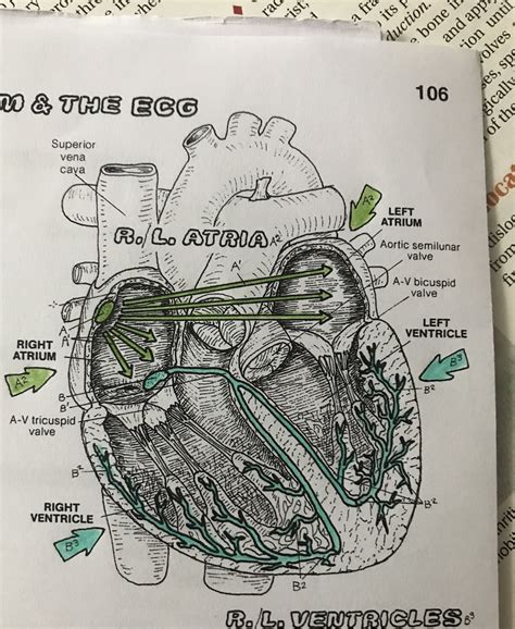 Conductive Pathway Diagram Quizlet