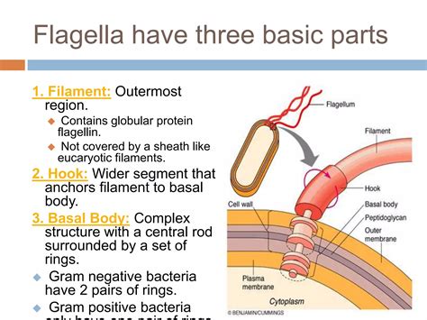 Architechture Of Microbial Cell Pptx