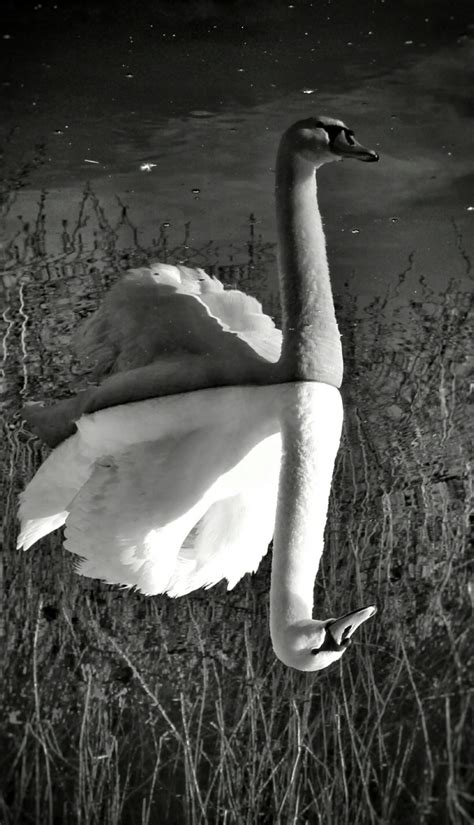 Swan Notes From A Waveform