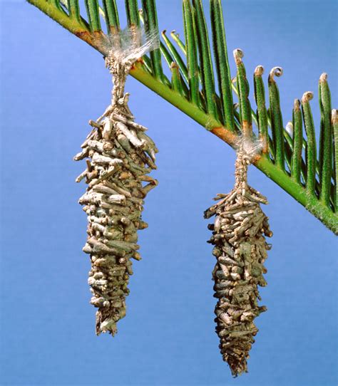 How To Get Rid Of Bagworms And Prevent An Infestation
