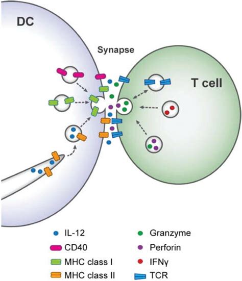 Scheme Of Membrane Trafficking To The Dc And T Cell Sides Of The