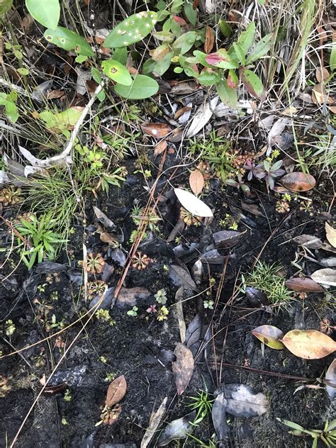 Drosera Sp A Sundew Insectivorous Plants Album On Imgur