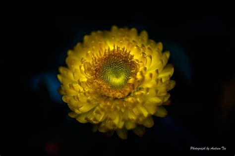 Andrew Tee Photography Andrew Tee Photography Nature