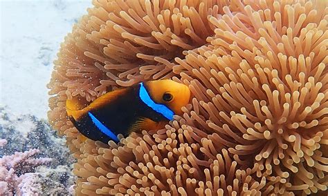 Sea Anemone And Clown Fish Endangered Species International