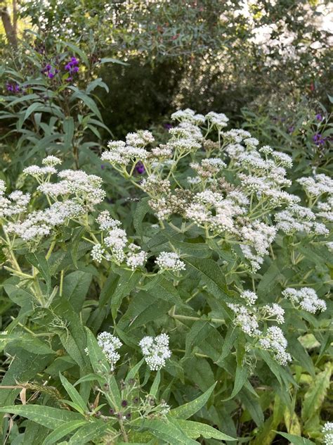 Boneset Eupatorium Perfoliatum High Five Farms Native Nursery