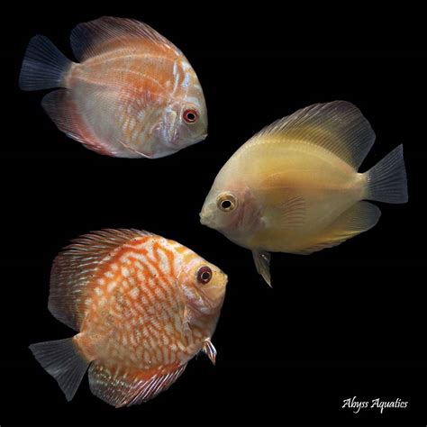 Assorted Red Discus Fast Professional Service