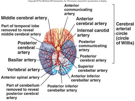 Clinical Anatomy And Operative Surgery Circle Of Willis The Circle Of Willis Cerebral Arterial