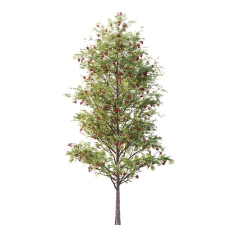 Rowan Fruit Tree 02 396234 3d Model Download 3d Model Rowan Fruit Tree 02 396234 396234