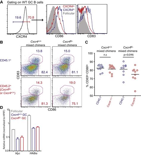 Germinal Center Centroblasts Transition To A Centrocyte Phenotype