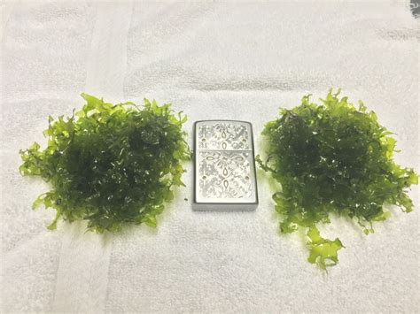 Subwassertang Round Pellia Jungle Aquashrimp