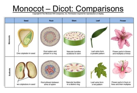 Hort 101 Quiz 1 Flashcards Quizlet
