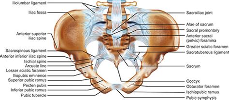 Pubic Ramus Anatomy The Pelvic Girdle And Pelvis Anatomy And