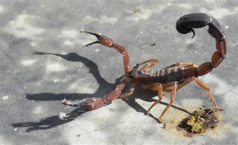 Tityus Discrepans From Municipio Carrizal Miranda Venezuela On April