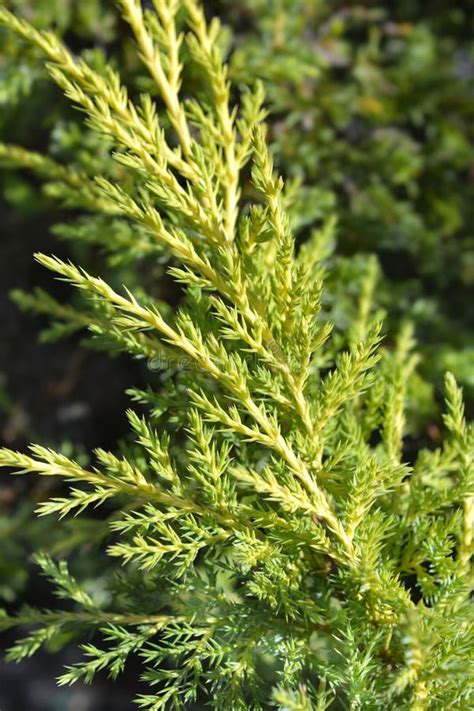 Juniper Gold Star Stock Photo Image Of Juniper Botany