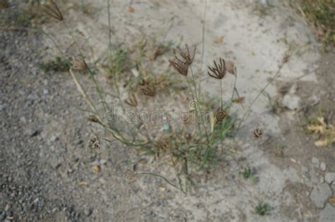 Chloris Barbata Grass Grows In April Khor Fakkan Sharjah United Arab Emirates Stock Image