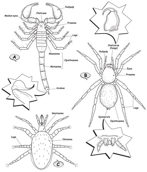 Arachnids Diagram Important Wallpapers
