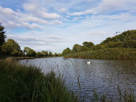 Gloucester Canal Stock Image Image Of Swan Canal England 116341971