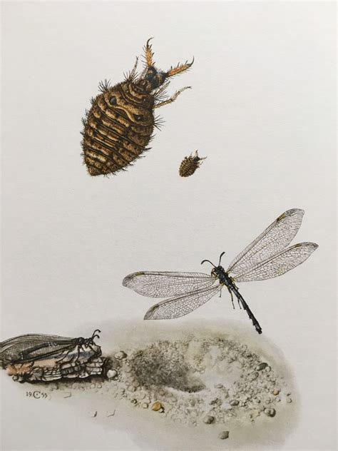 Antlion Life Cycle