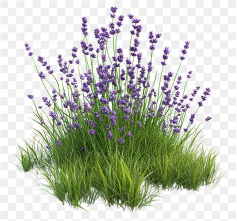 Png Lavender Flowers Blooms Plant Free Png Rawpixel