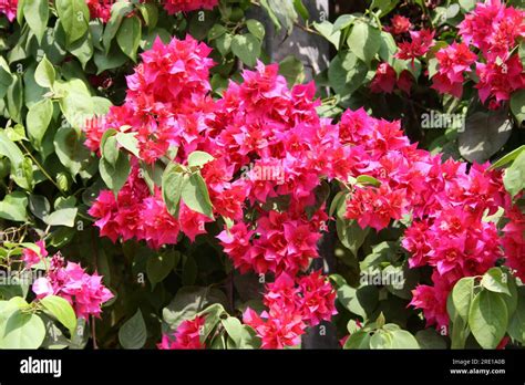 Great Bougainvillea Bougainvillea Spectabilis Cultivar With Deep