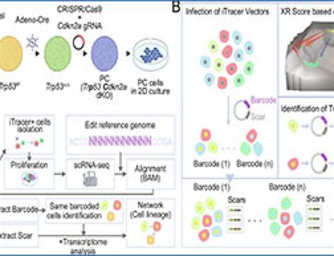 Scnet Integrating Protein Interaction Networks With Rna Sequencing