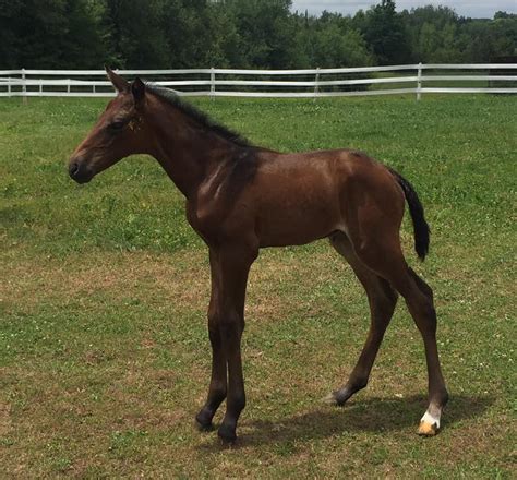 2020 Glasgows Ruby Shallow Brook Farms