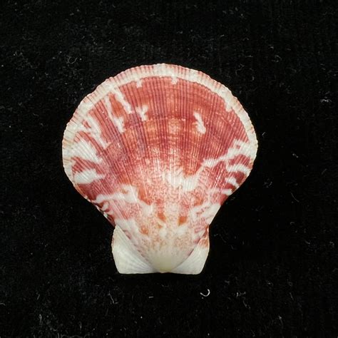 Decatopecten Amiculum Philippi 1851 33 3mm