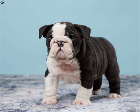 Micro Bulldog Sugarplum Bulldogs Home Of The Smaller Akc English