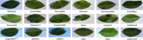 Image Samples Of 18 Varieties Of Walnut Leaf In The Collected Dataset
