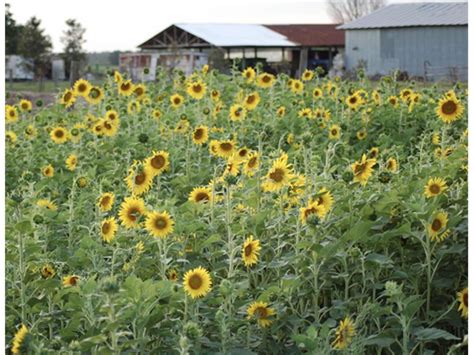 Sunflower Farms In Fl Best Flower Site
