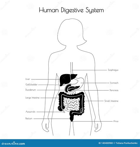 Vector Isolated Illustration Of Digestive System Stock Vector