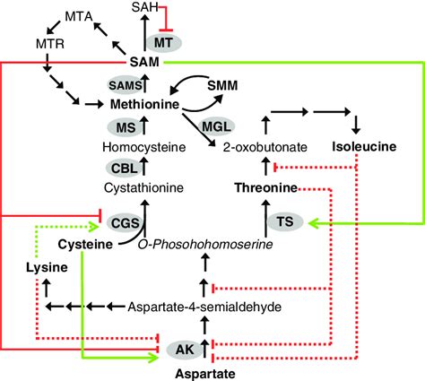 Regulatory Model For The Cysteine Synthase Complex Cellular Sulfur