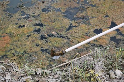 Algae Control Algae Information Advanced Biotech