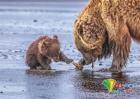 美国阿拉斯加：棕熊母子海边 挖蛤蜊” 享用海鲜大餐