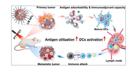 Liquid Metal Nanoplatform Based Autologous Cancer Vaccines Acs Nano