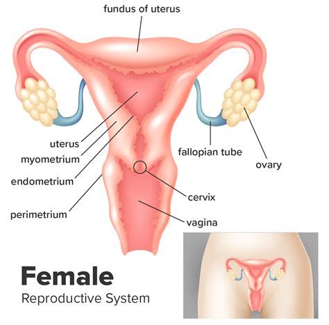 The Evolutionary Perspective Tutorial Sophia Learning