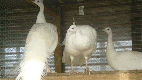 White Peacocks Peacocks Uk