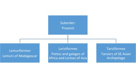 2 Primate Classification The History Of Our Tribe Hominini