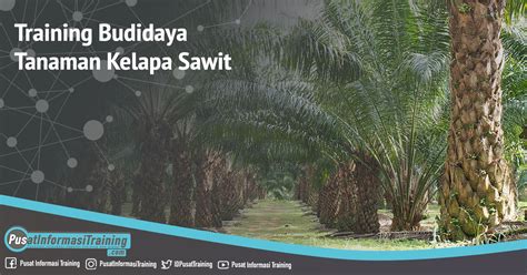 Training Budidaya Tanaman Kelapa Sawit Pusat Informasi Training