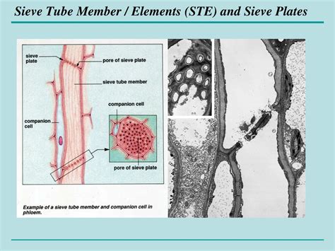 Ppt Transport In Vascular Plants Ii Hkdse Biology Powerpoint