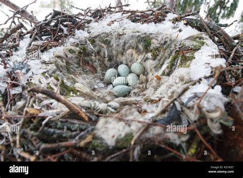 Raven Nest
