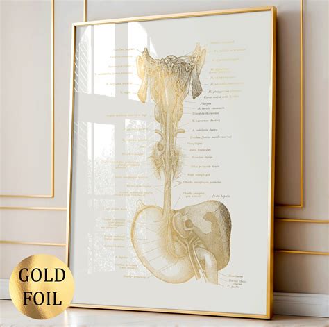 Vagus Nerve Poster Neurology Art Parasympathetic Nervous System Medical